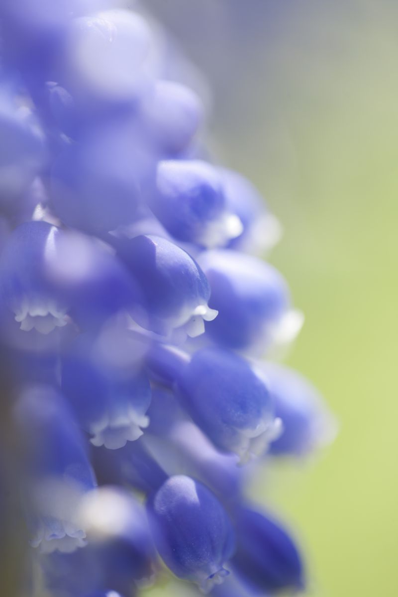 ムスカリの歌声 | GANREF