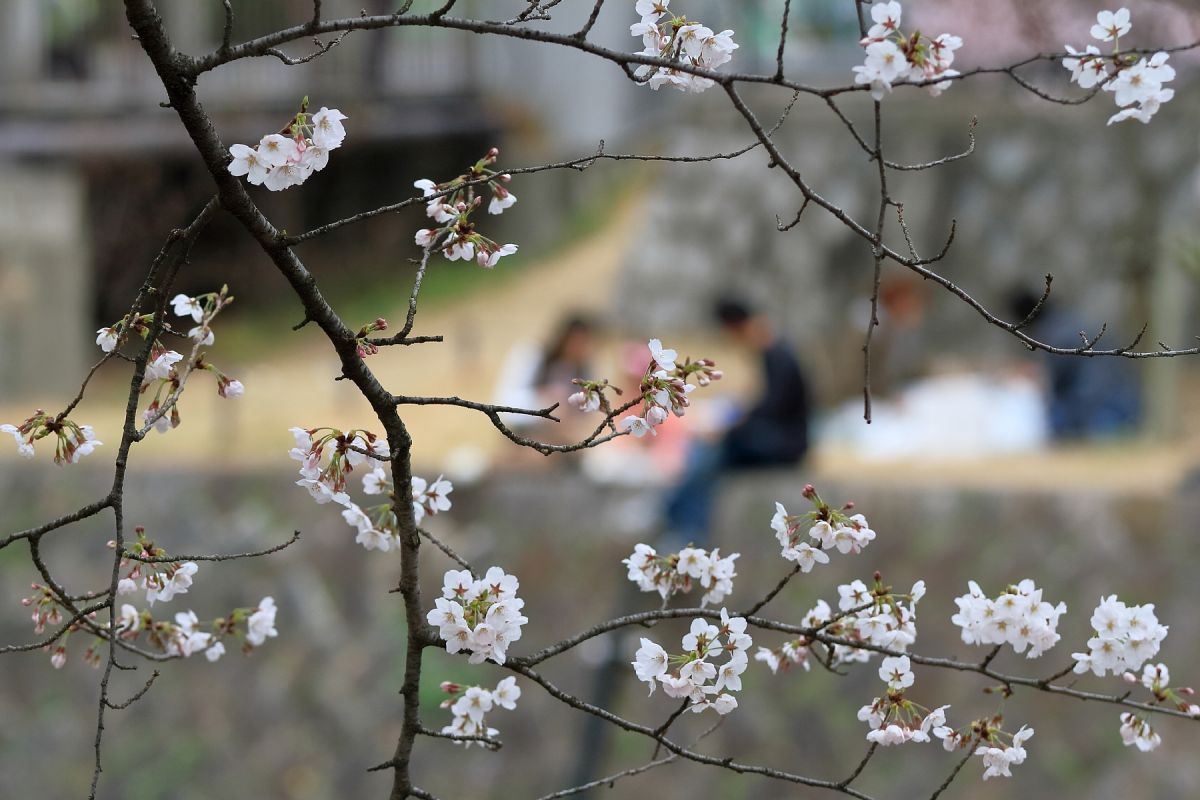 春の思い出 その2 | GANREF