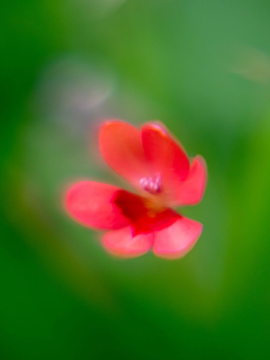 さらにドカンと真ん中でっ！ | GANREF