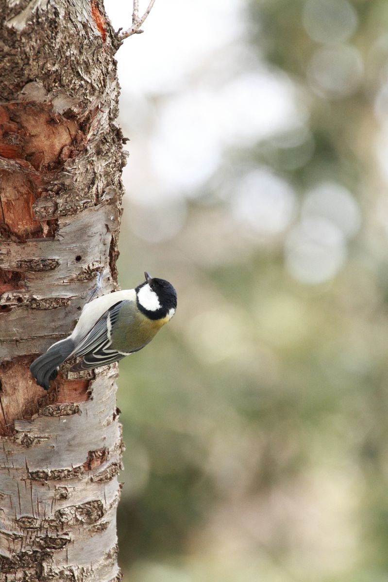 The shower in woods | GANREF