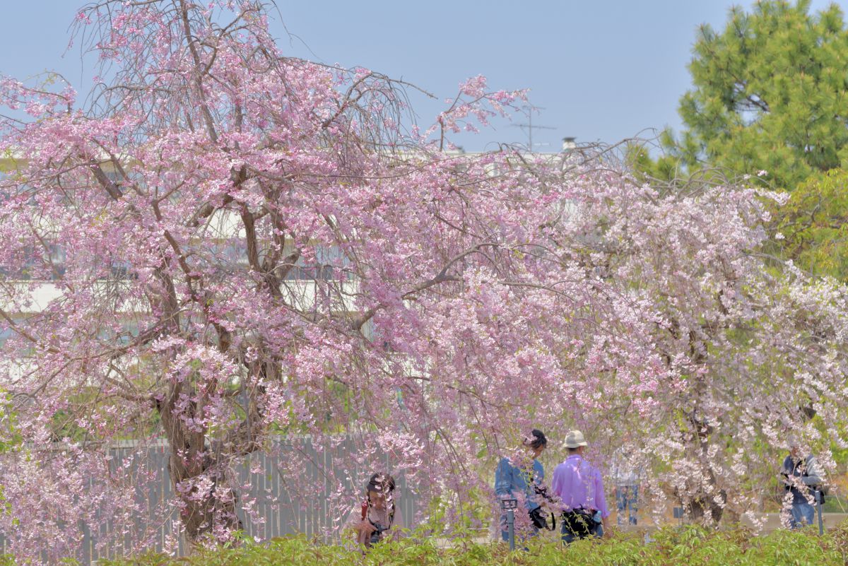 Spring color Pink | GANREF