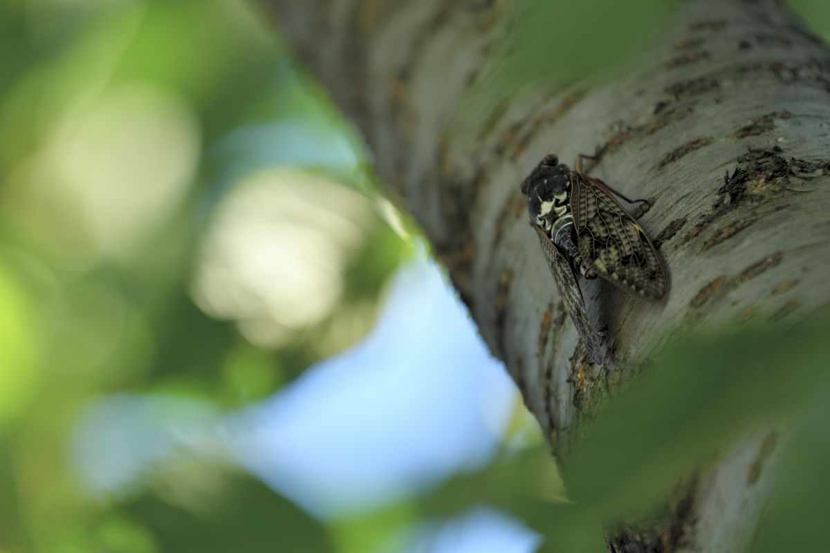 2017’ 盛夏 | GANREF