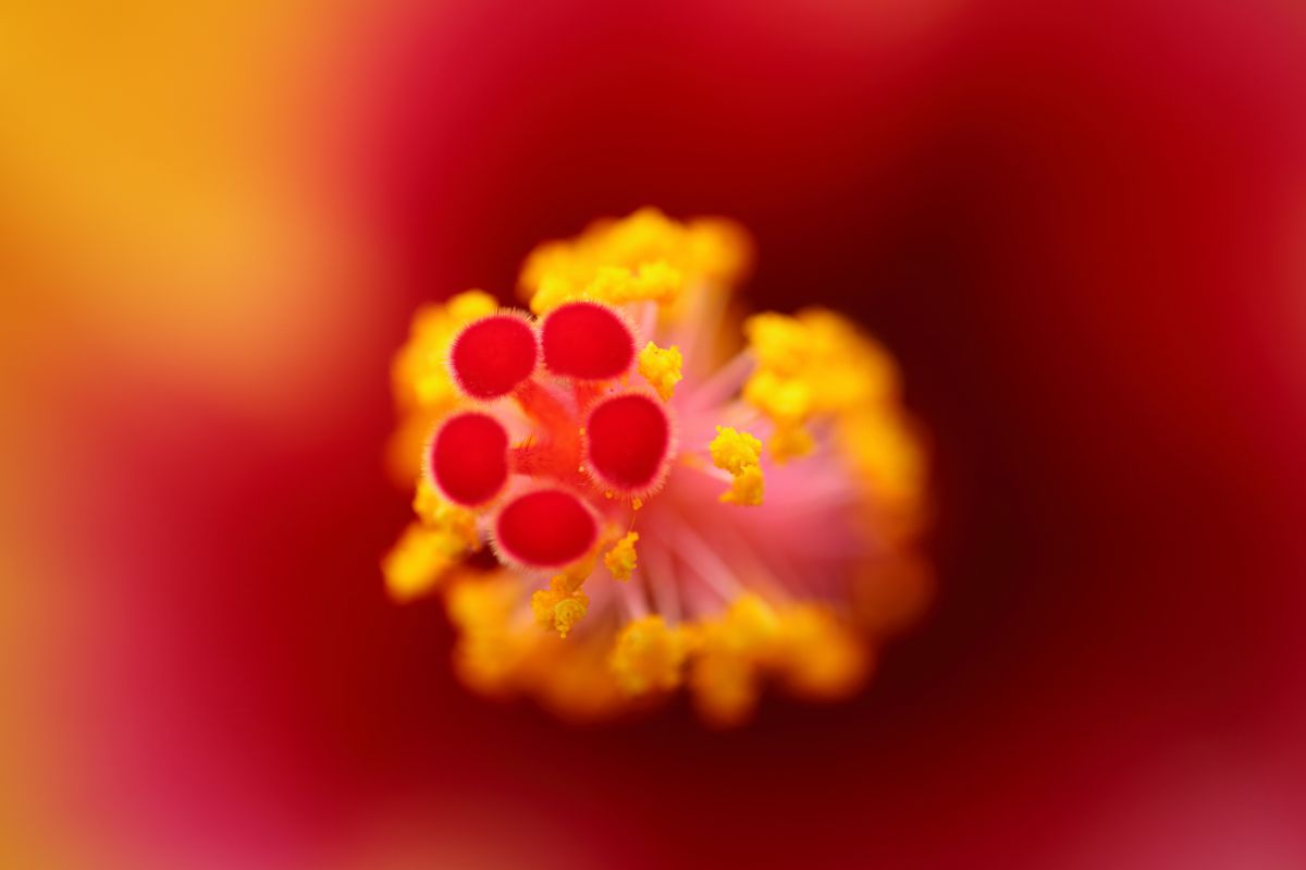 red ＆ yellow | GANREF