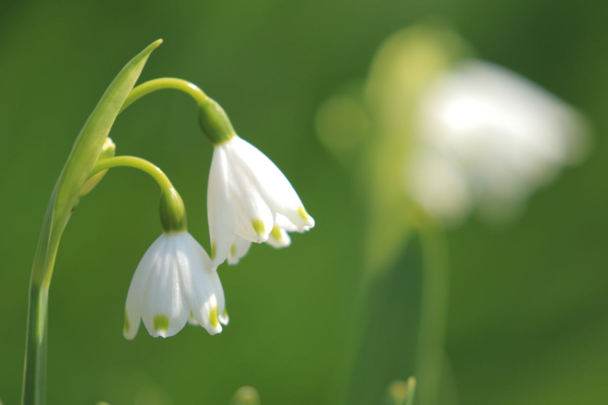 Spring has come. | GANREF