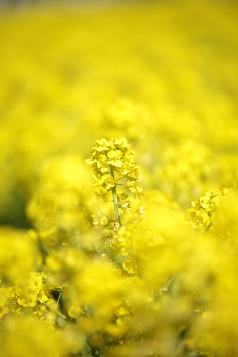 Spring yellow | GANREF