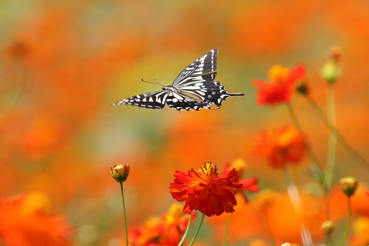 orange world | GANREF