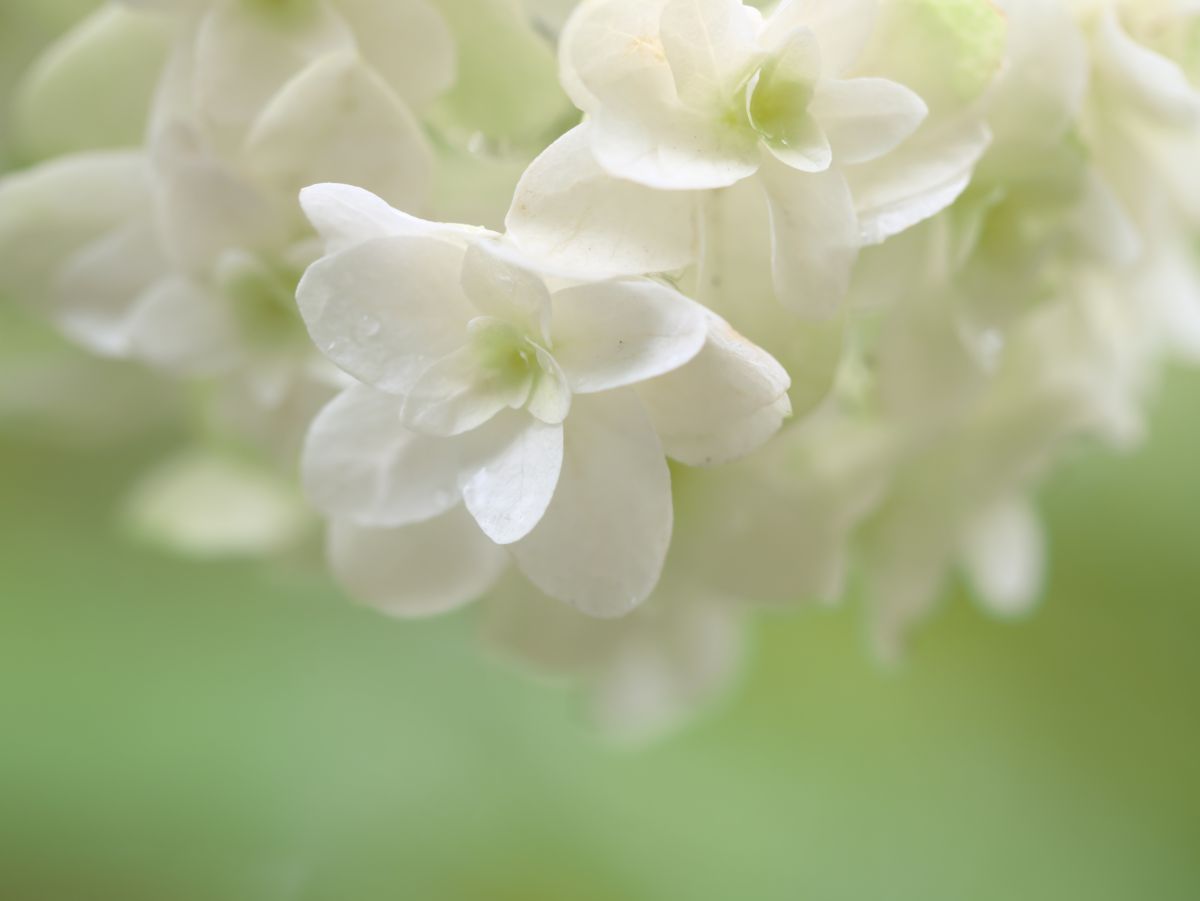 hydrangea Ⅱ -white color- | GANREF