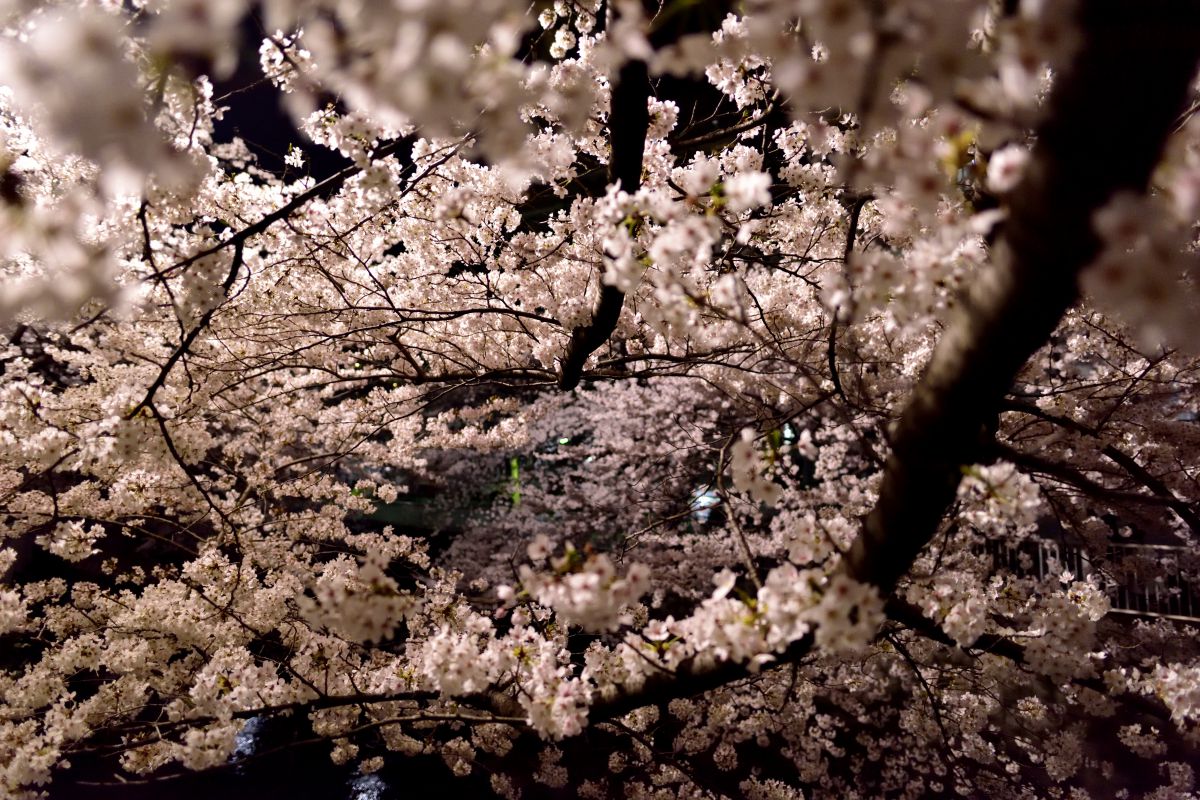 Full Bloom at Night | GANREF