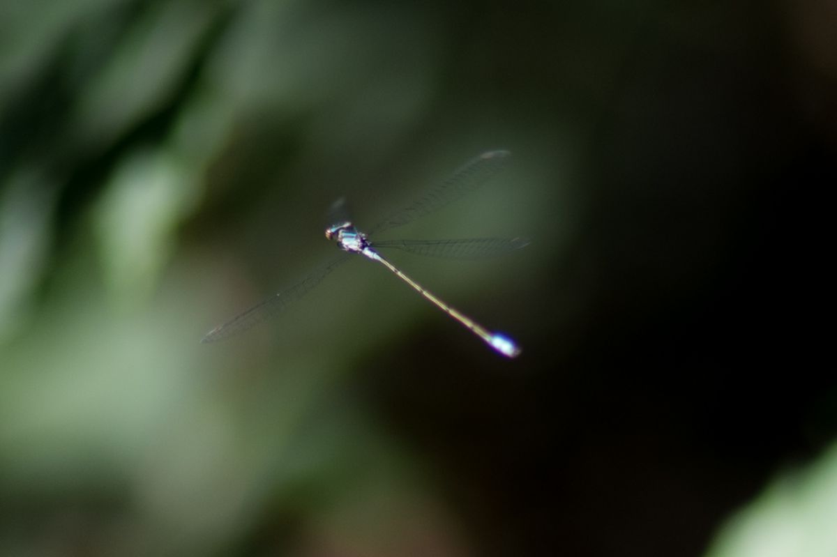 A Flying Straw | GANREF