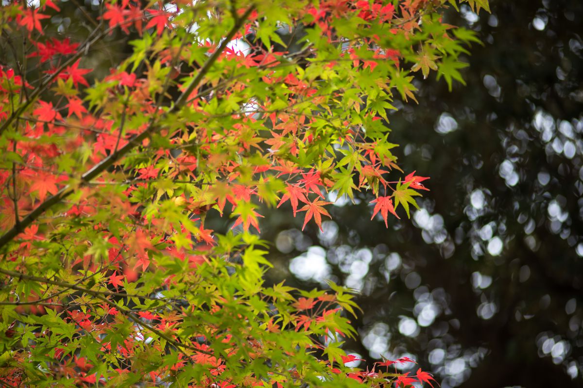 緑と赤のせめぎ合い | GANREF