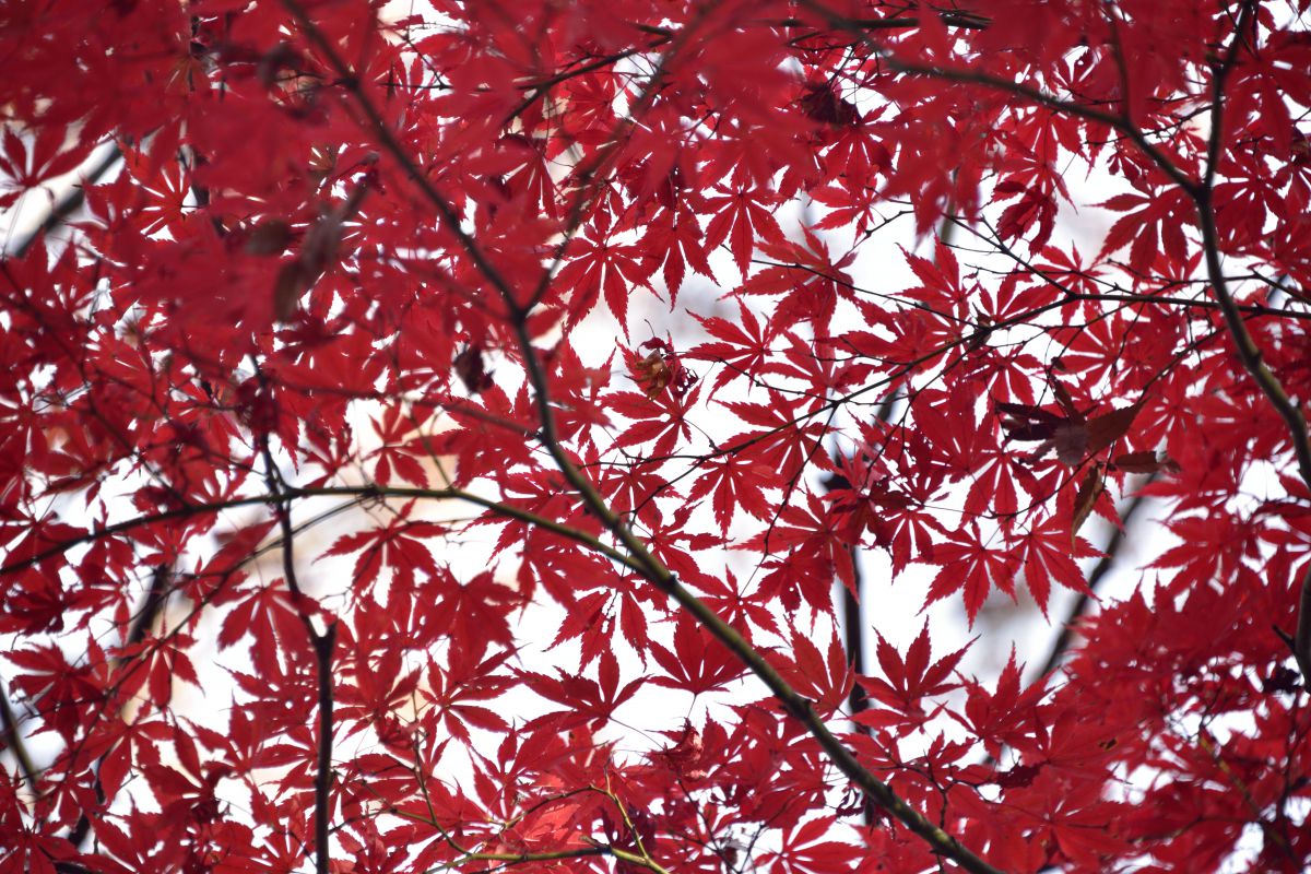 Red Carpet on the Cloud | GANREF