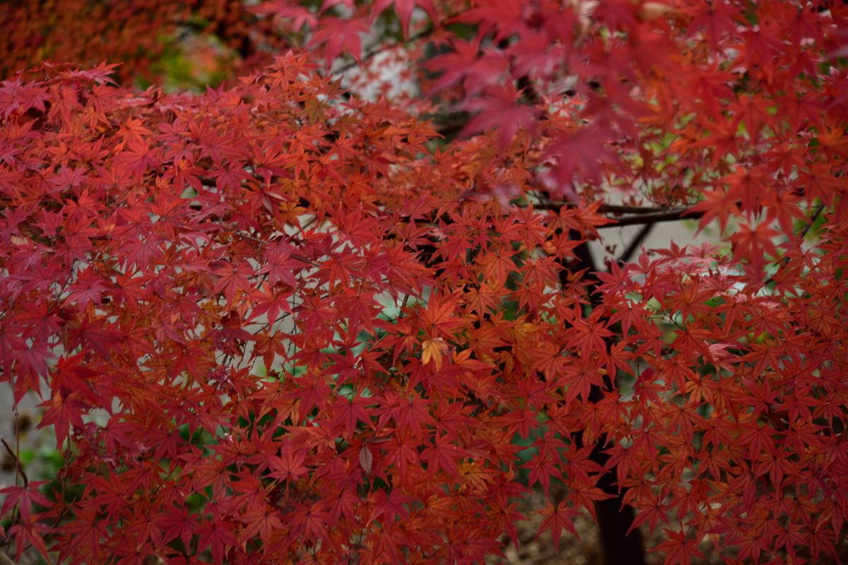 Metropolitan Red Carpet | GANREF