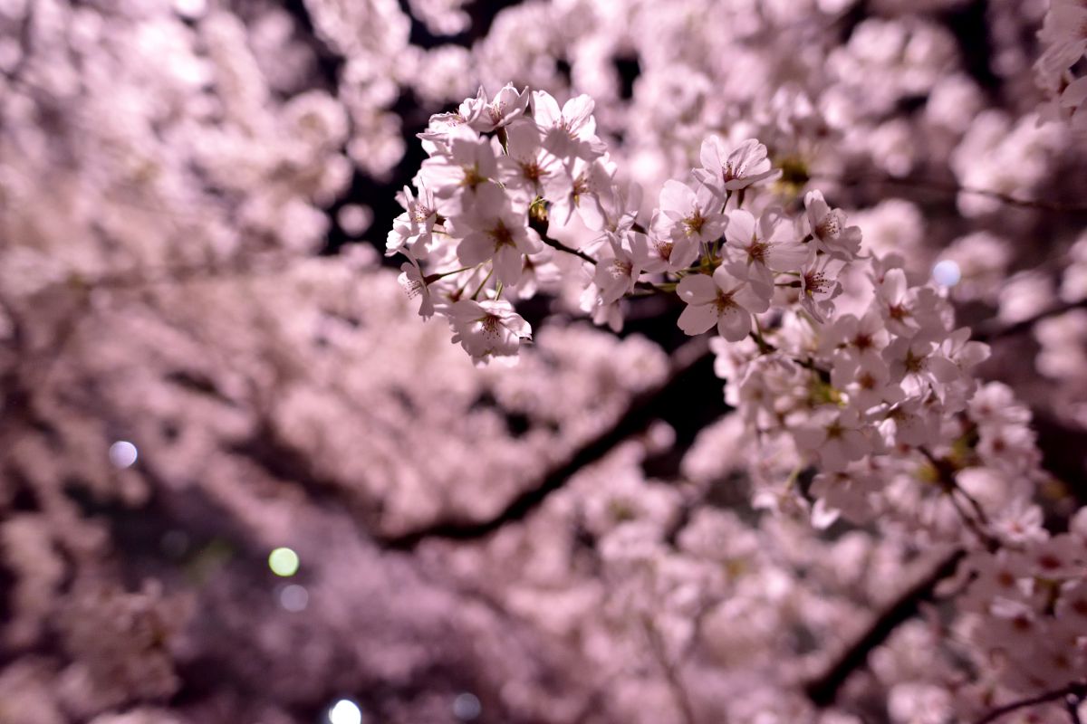 Layered Cherry Blossom | GANREF