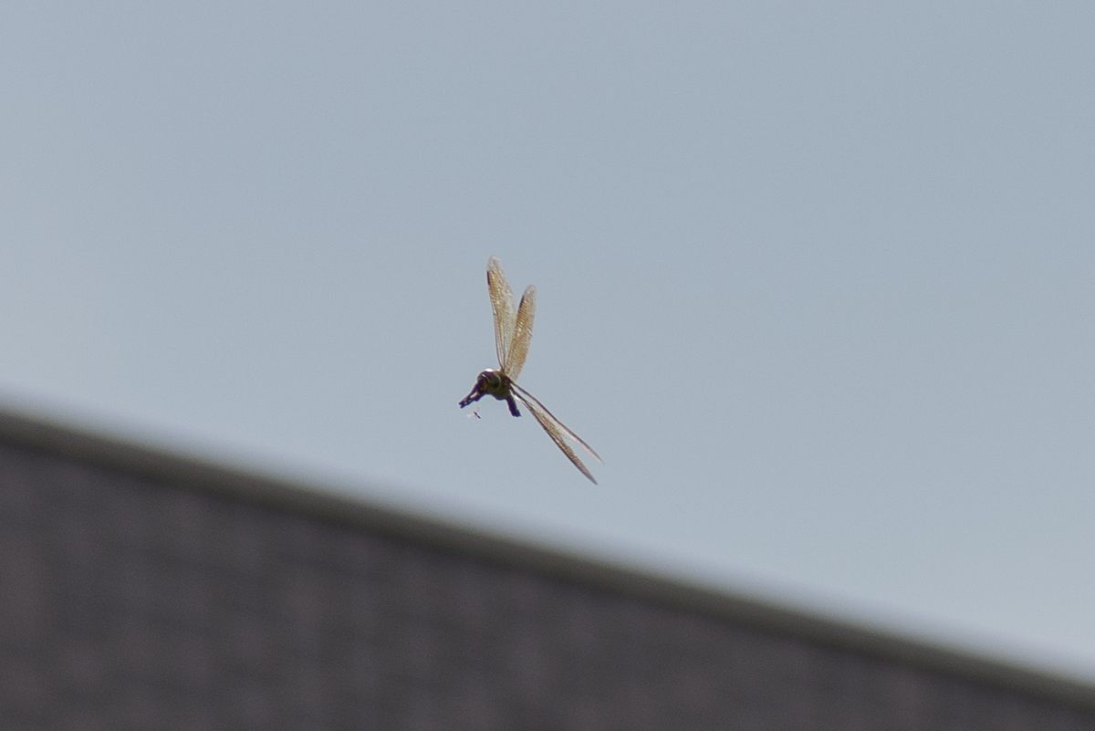 Hunting Dragonfly | GANREF