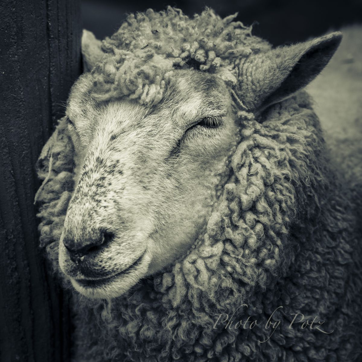 Dandy Sheep | GANREF