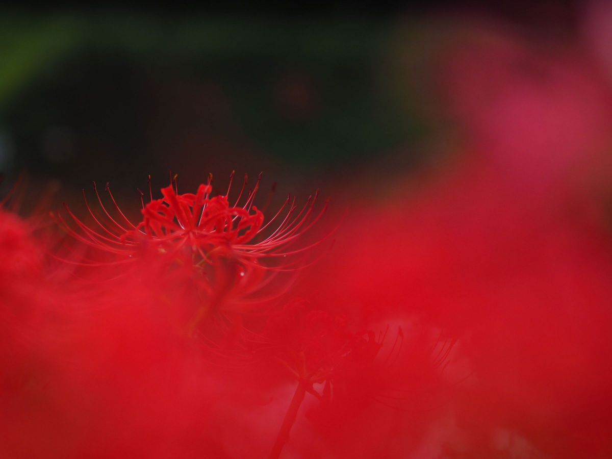 Ms. スカーレット | GANREF