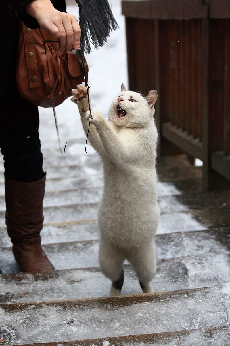 ニ"ャ～！！ | GANREF