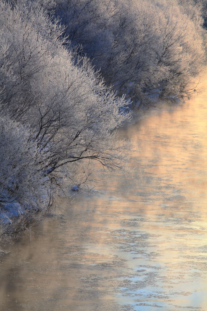 氷点下で咲く花 | GANREF