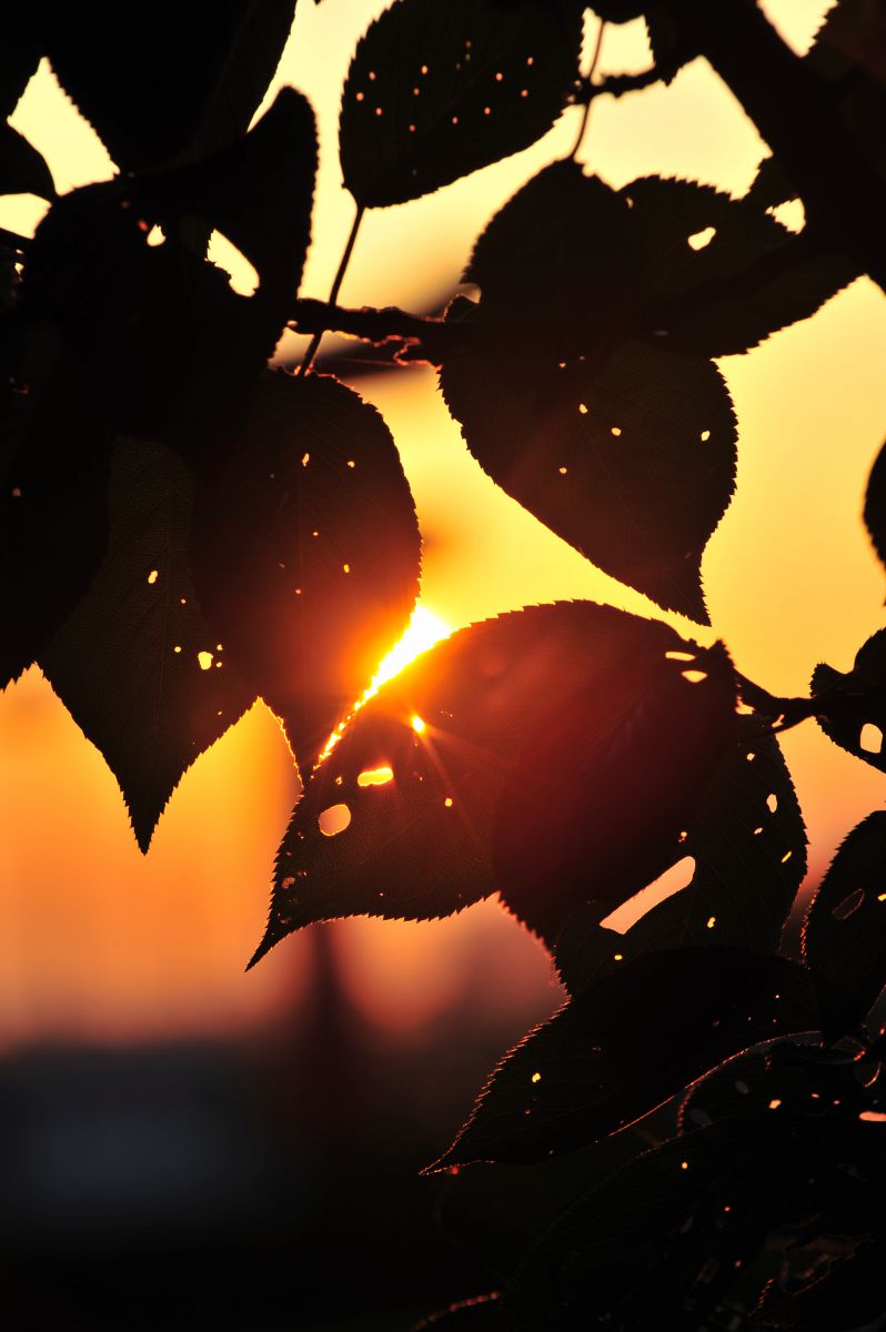 虫の悪戯 | GANREF