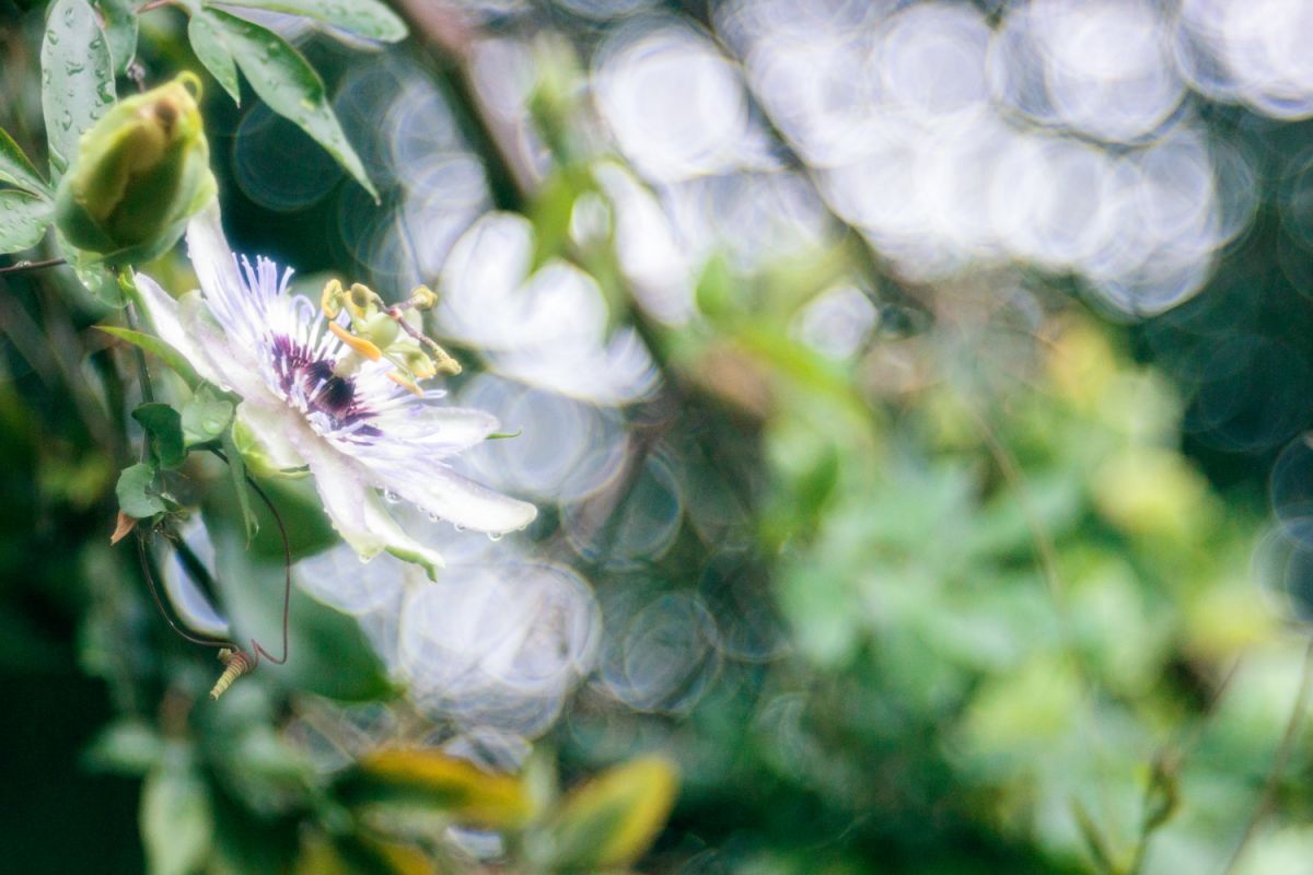 Being and Time | GANREF