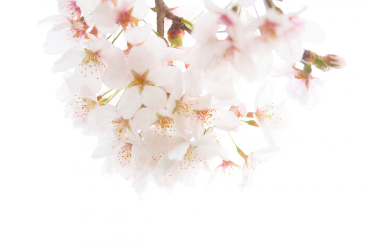 Melt into the air | GANREF