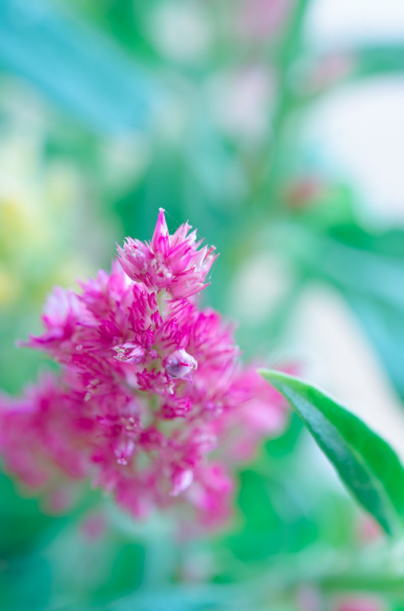 Pastel Flower | GANREF