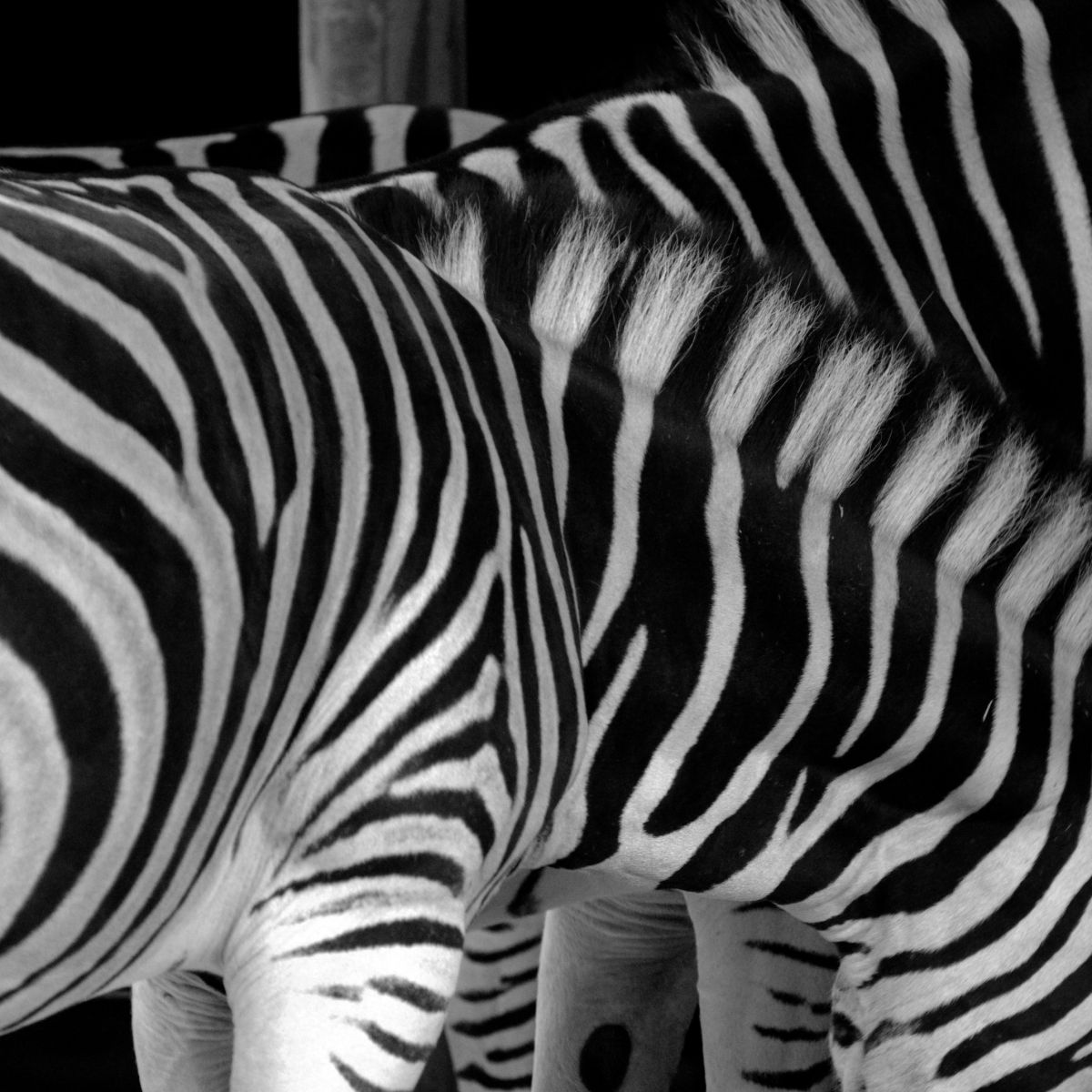 ZEBRA | GANREF