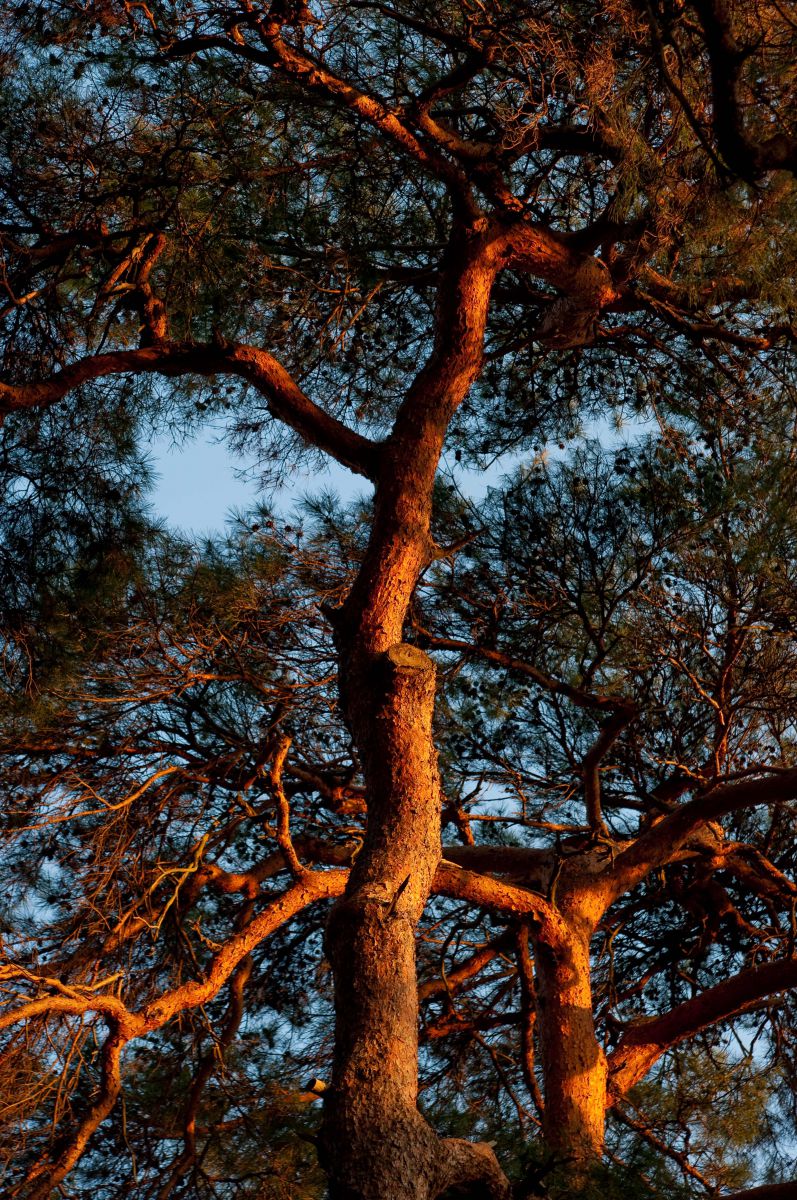 the branches of a great tree -4- | GANREF