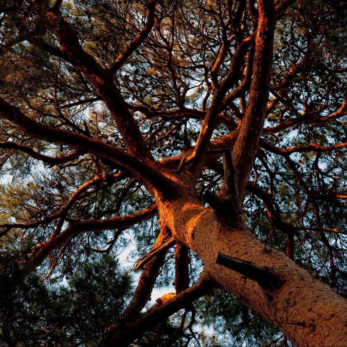 the branches of a great tree -5- | GANREF