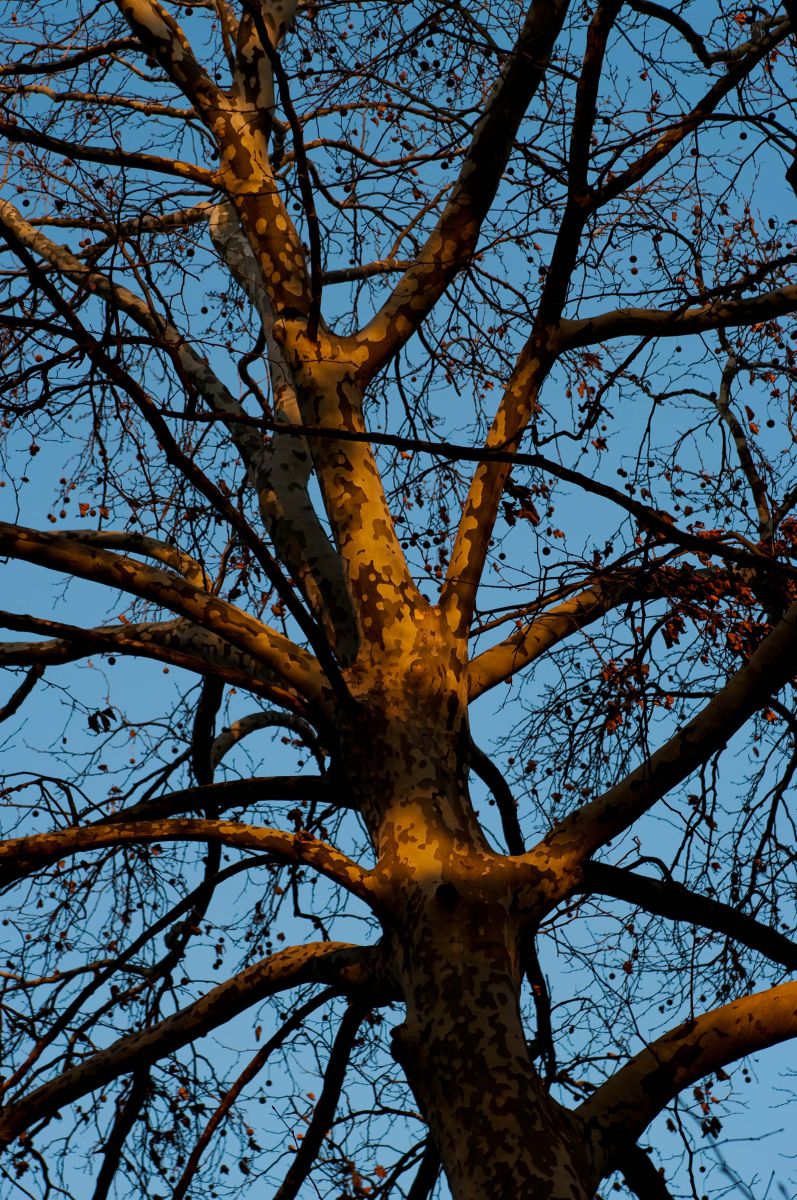 the branches of a great tree -7- | GANREF