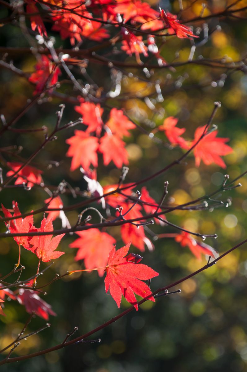 紅葉 | GANREF
