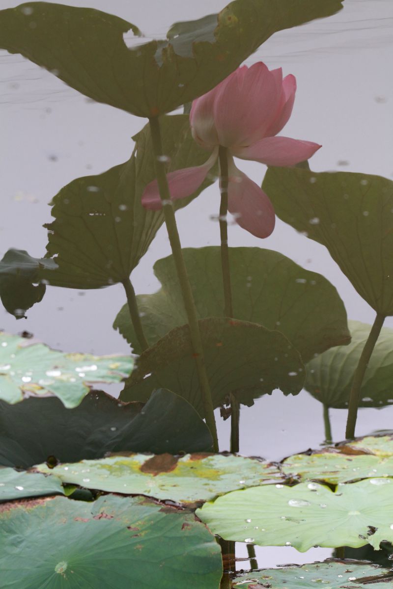 騙されないでね（upside down） | GANREF