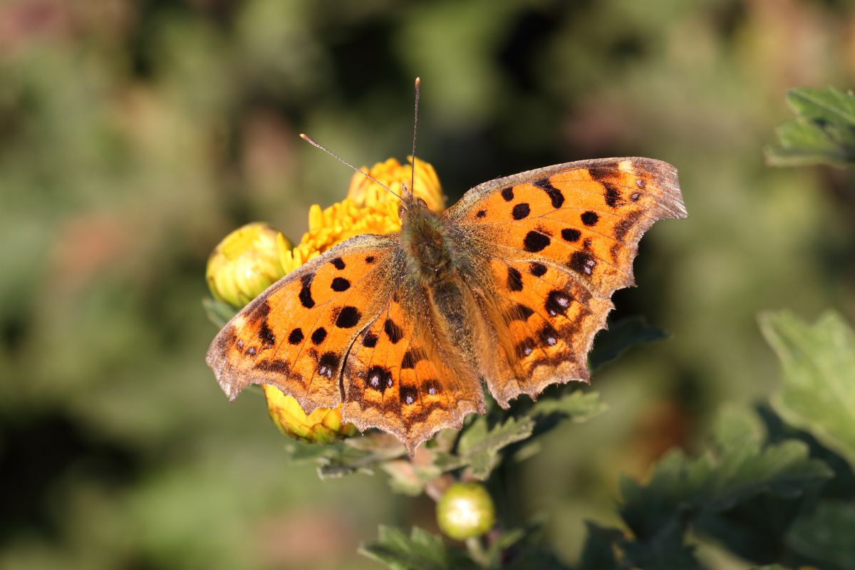 黄立羽（キタテハ） | GANREF