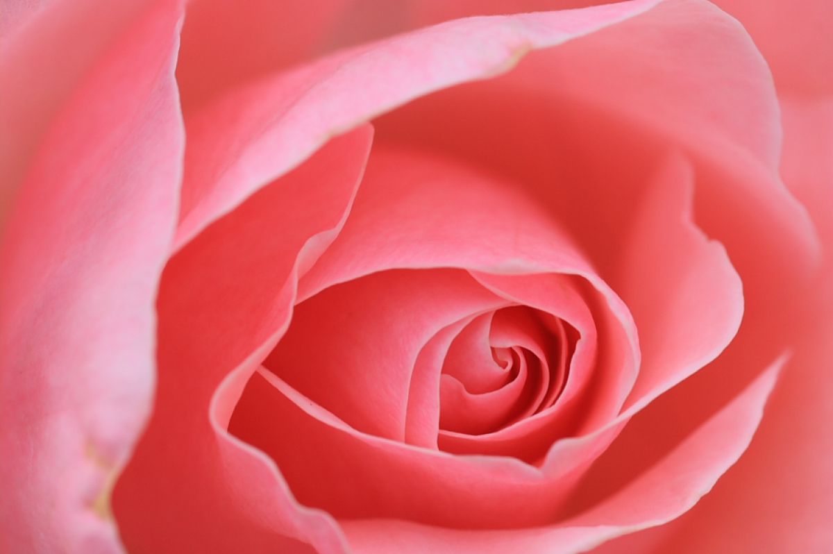 柔らかなピンク | GANREF