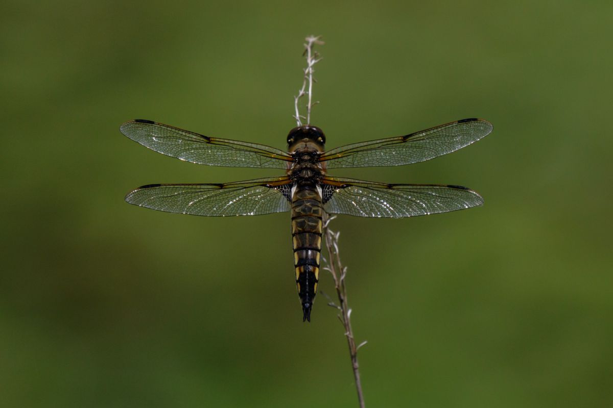 dragonfly.JPG | GANREF