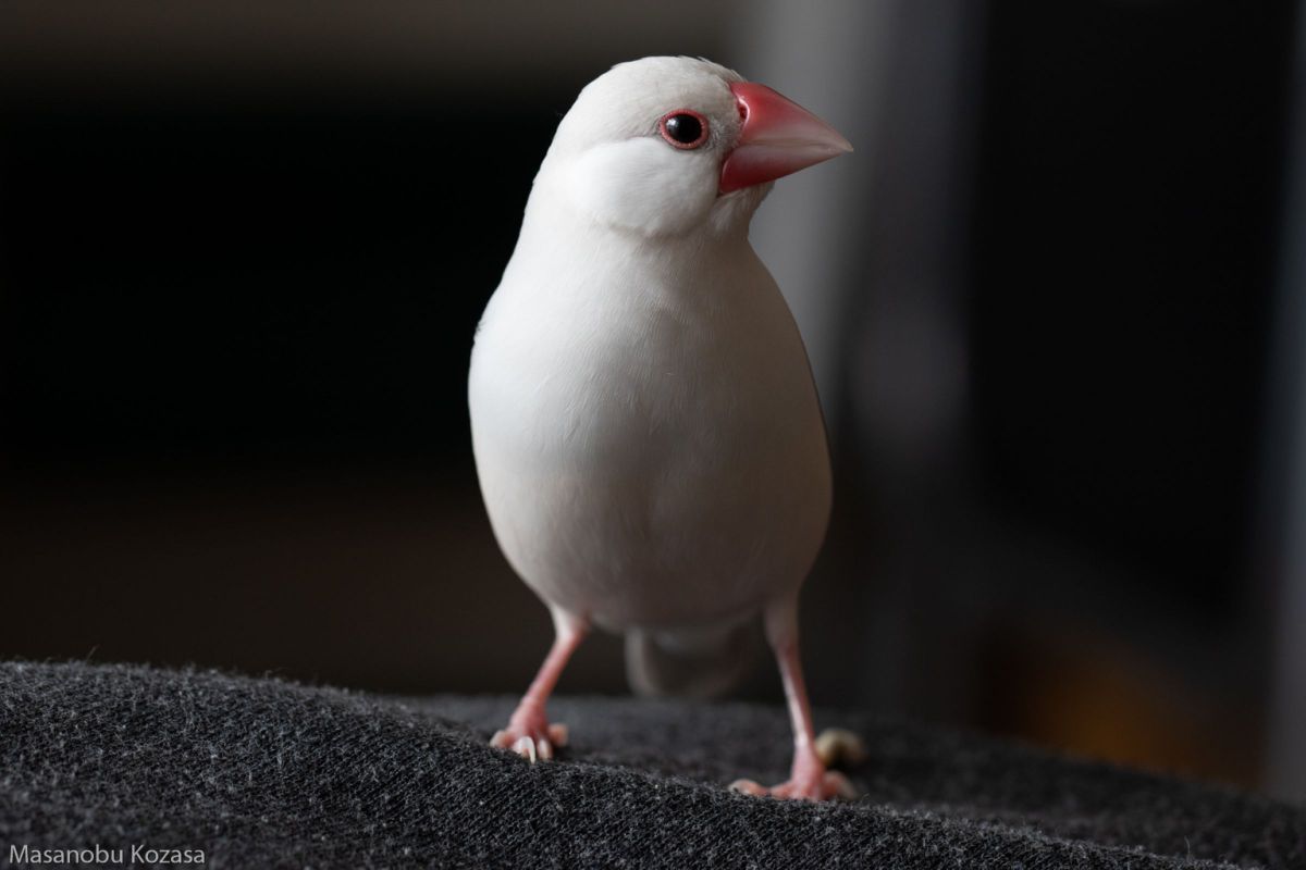 small bird | GANREF