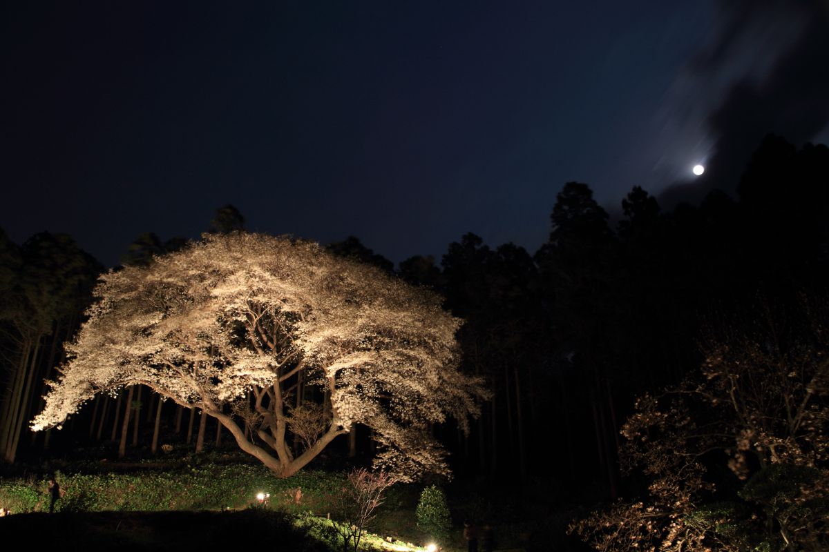 月下のさくら | GANREF