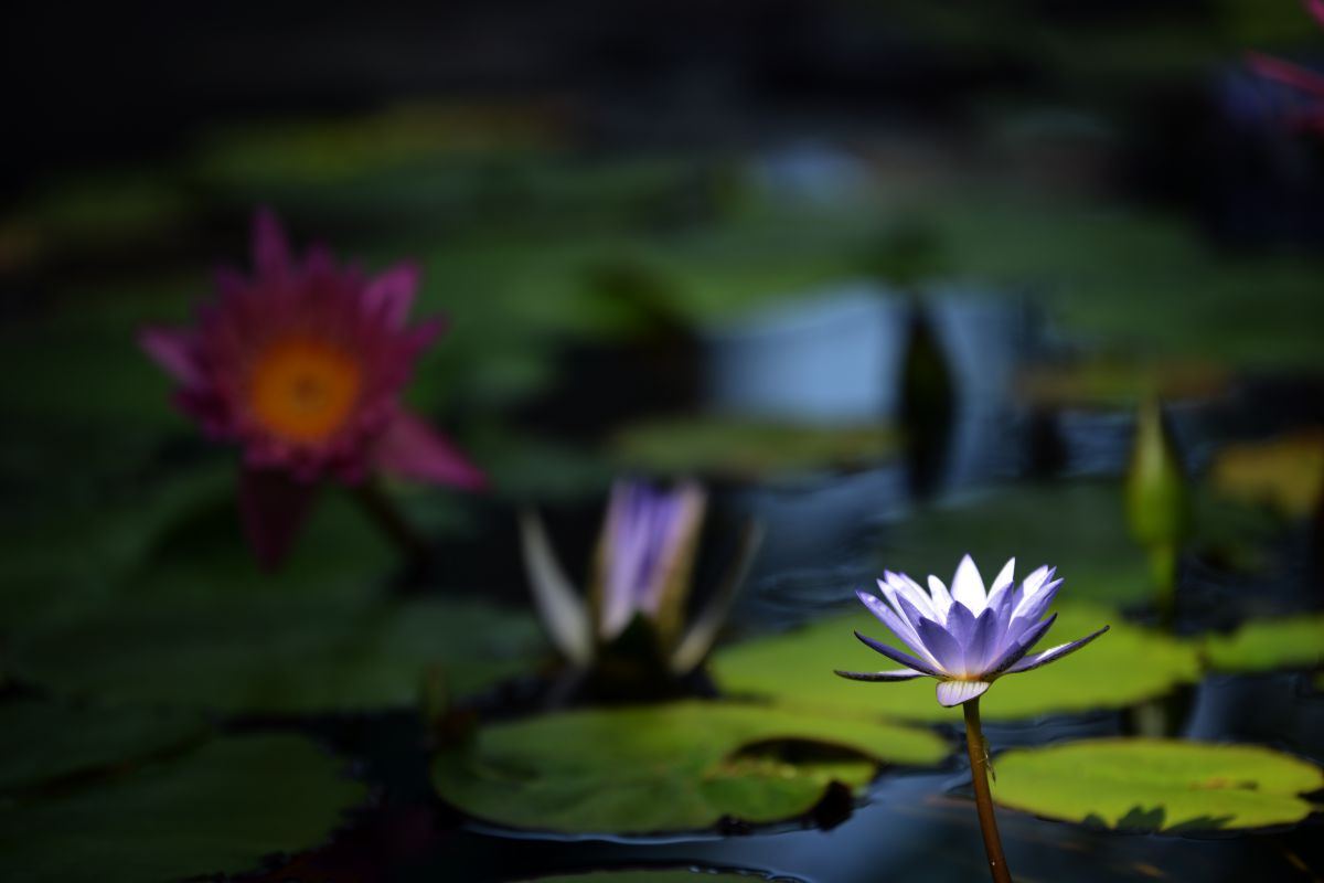 スポットを浴びて | GANREF