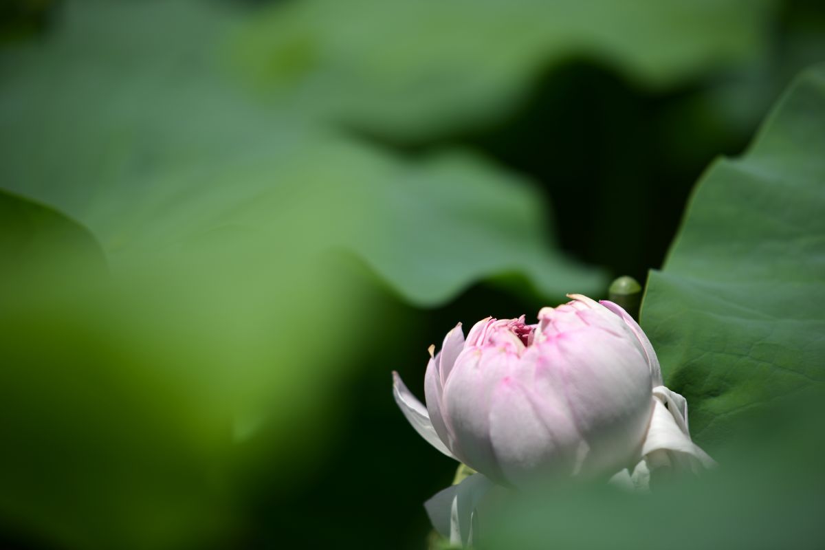 葉陰に控えて | GANREF