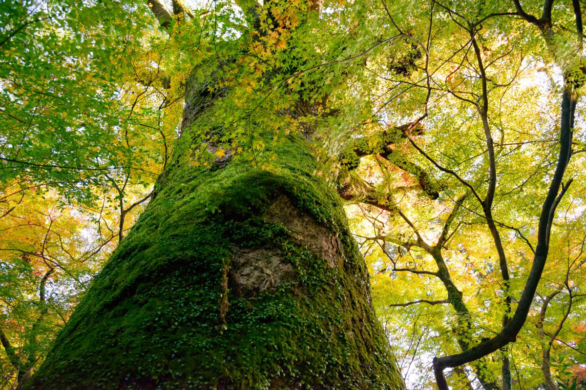 800年の息吹 | GANREF