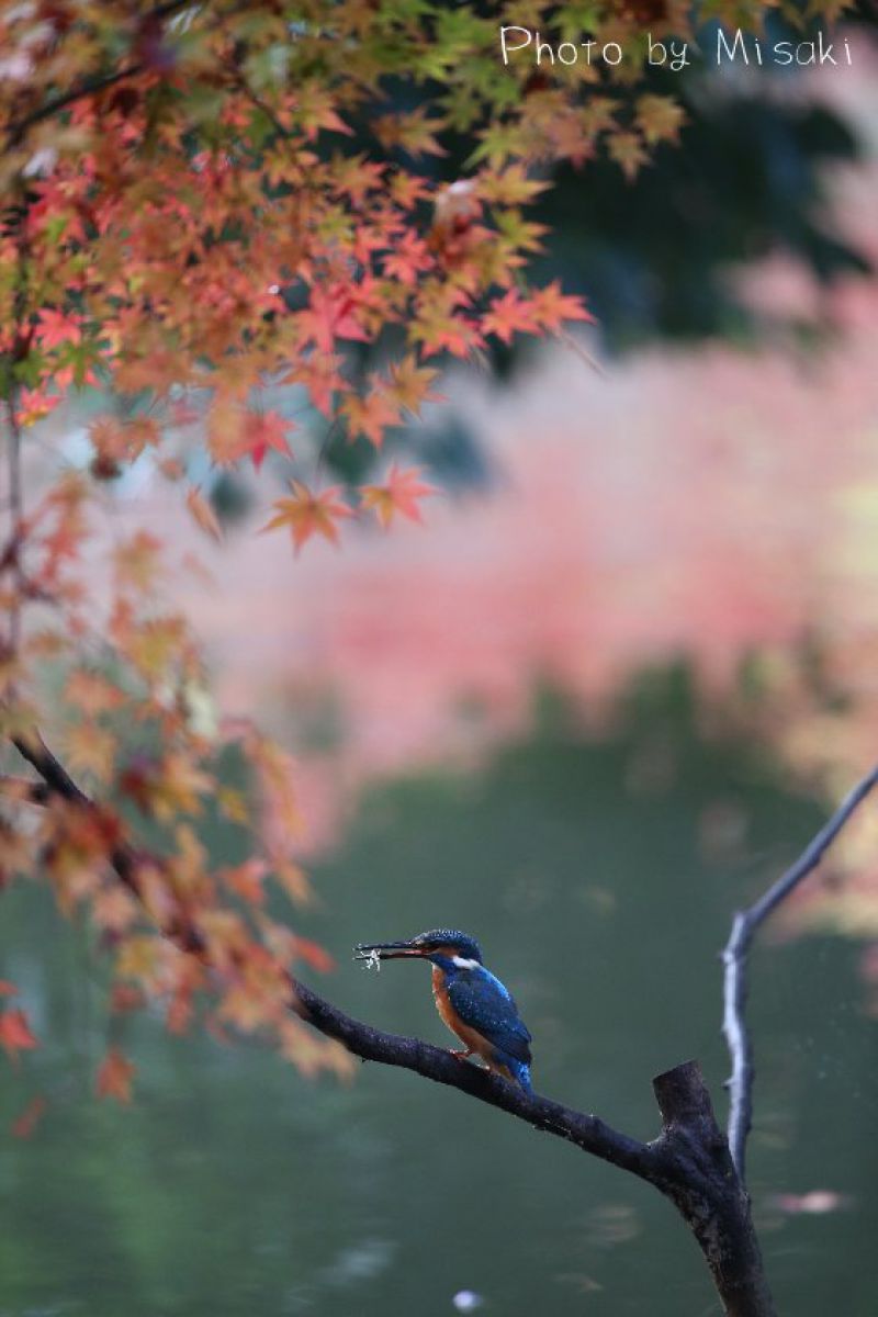 モミカワ2014 | GANREF