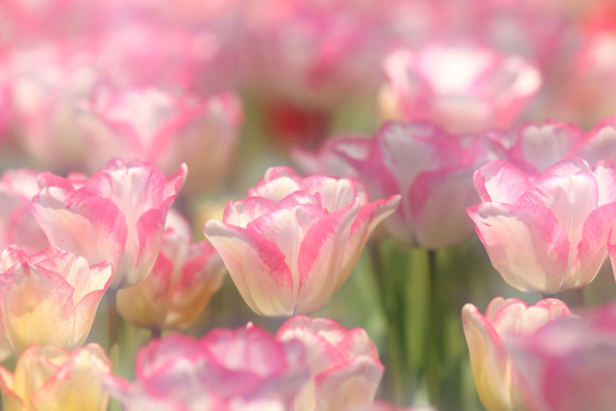 Dream of spring | GANREF