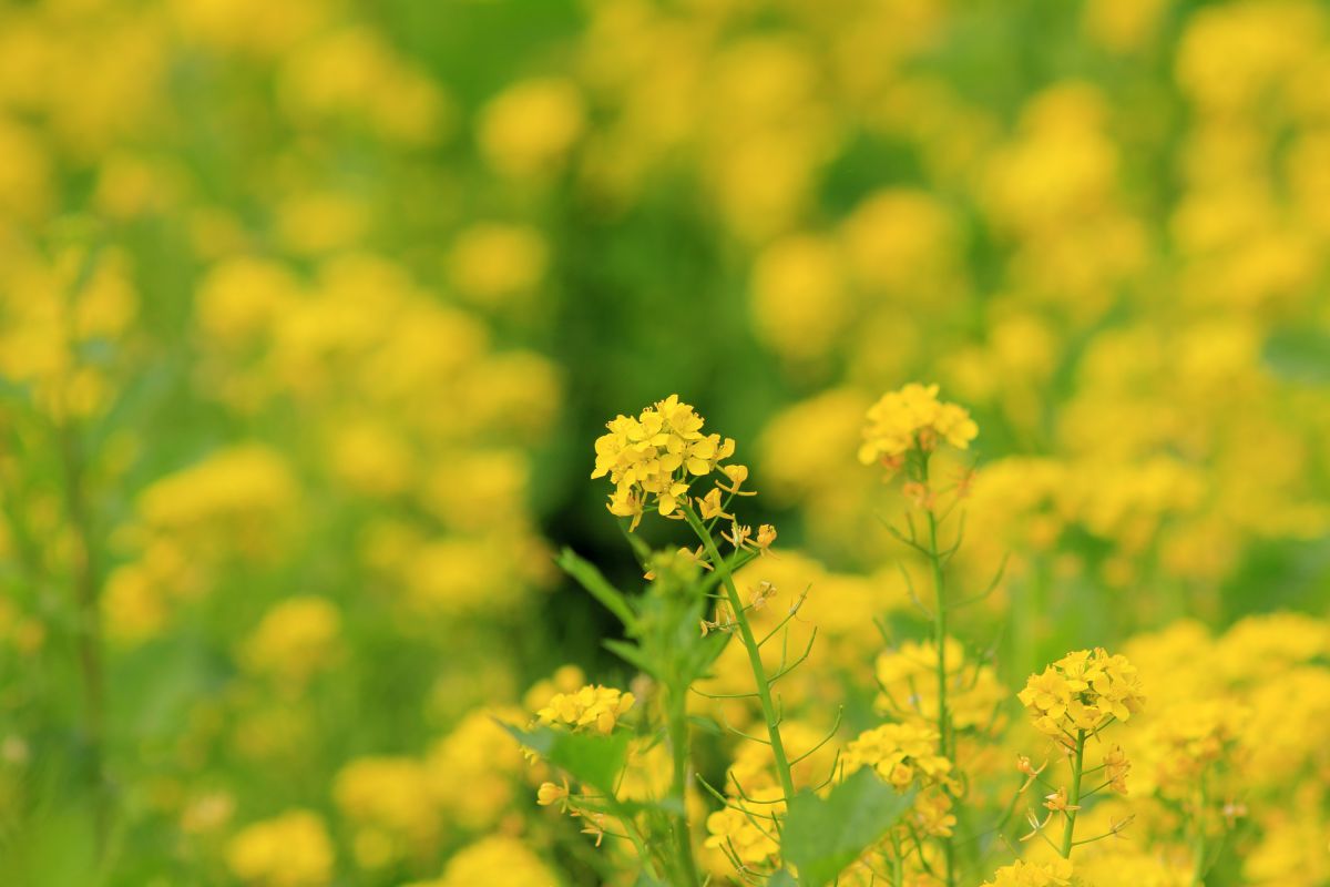 Rape flower | GANREF