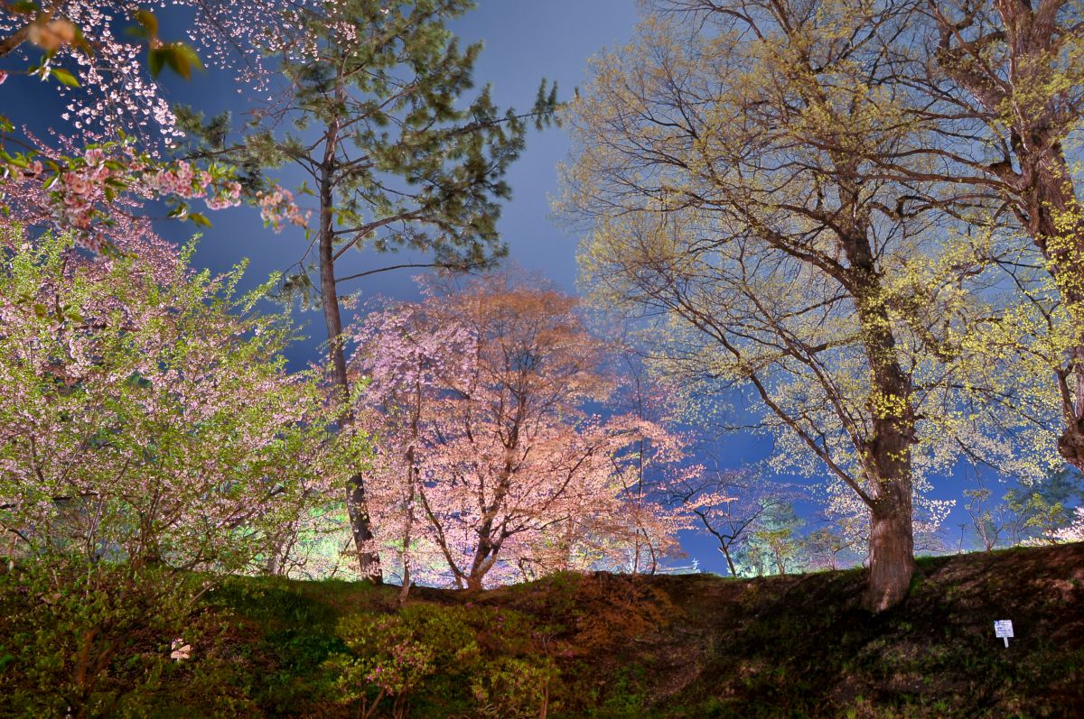 夜の桃源郷 | GANREF