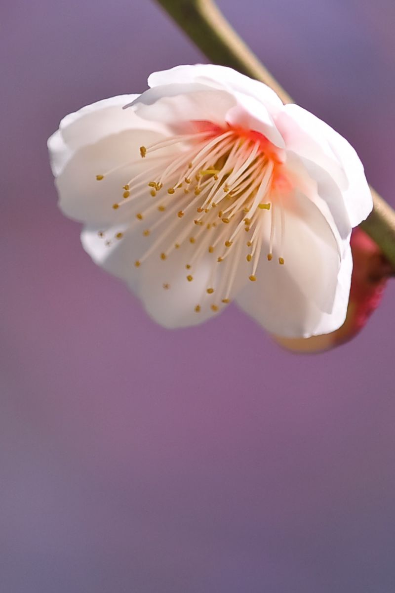 恥じらい | GANREF