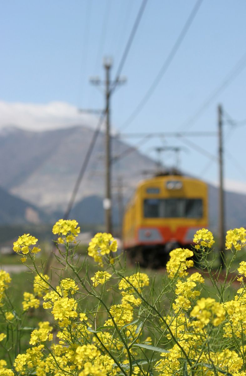 YellowTrain&Flower | GANREF