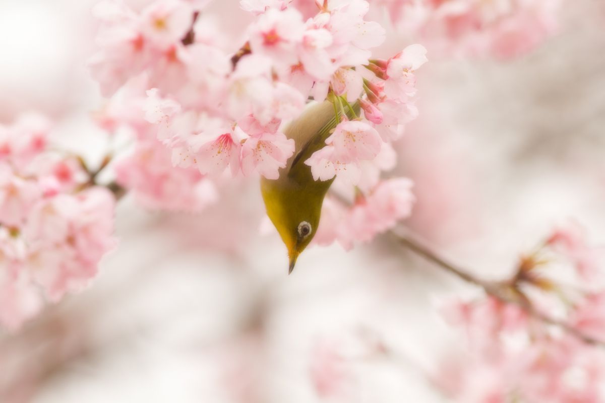 Spring has come. | GANREF