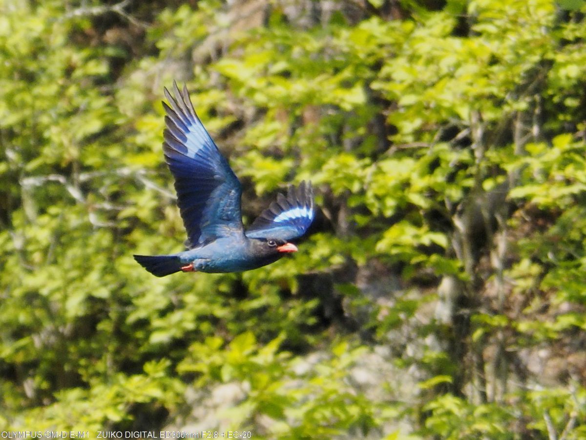 ブッポウソウの飛翔1 | GANREF