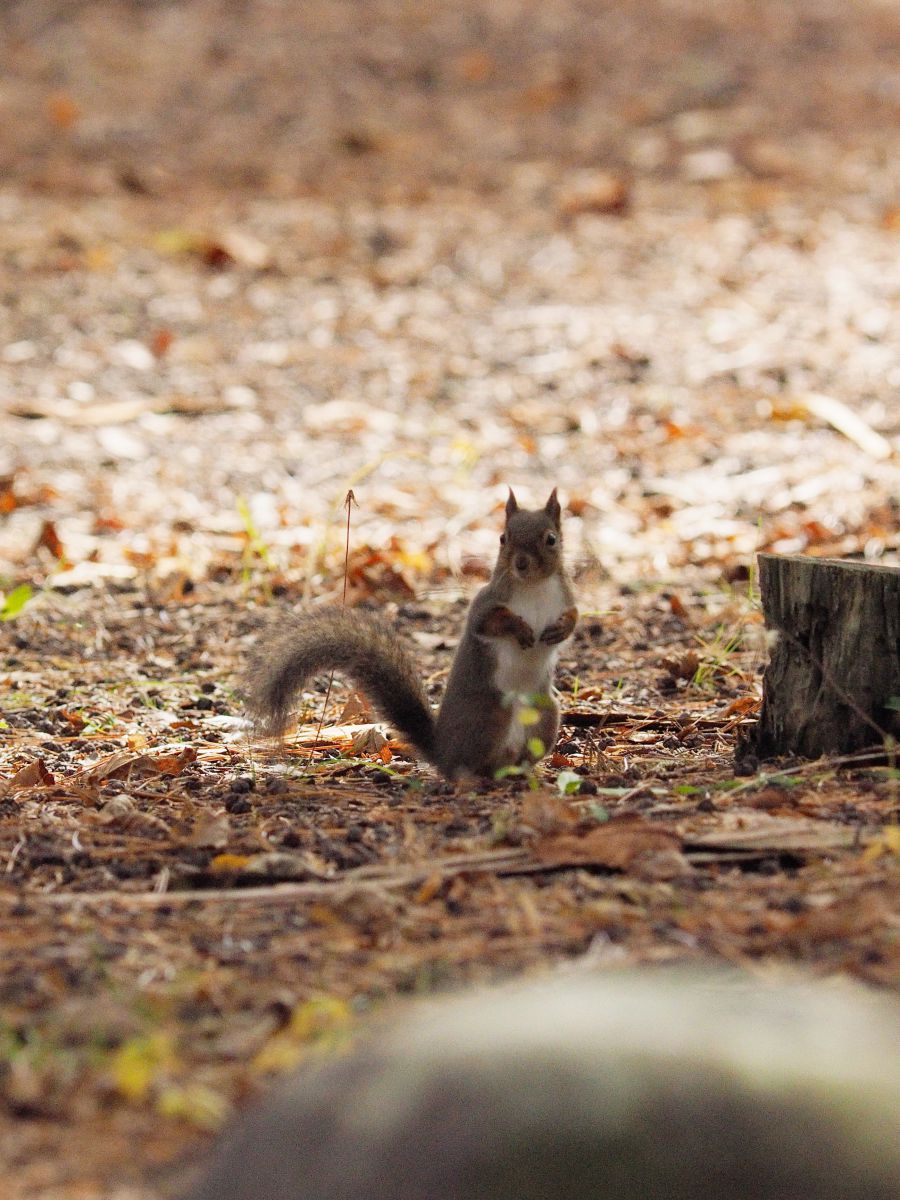 森の妖精は突然、、、 | GANREF