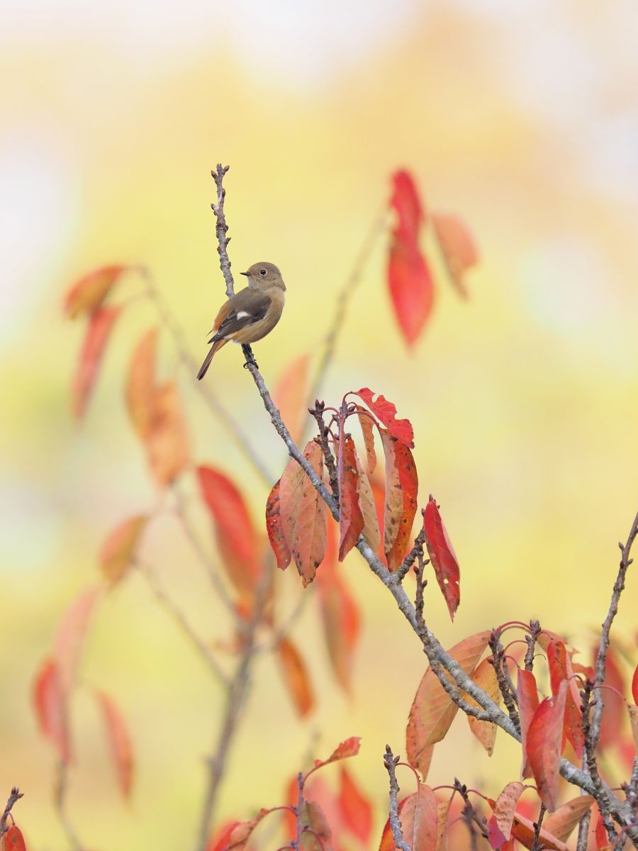 紅葉お嬢さん | GANREF